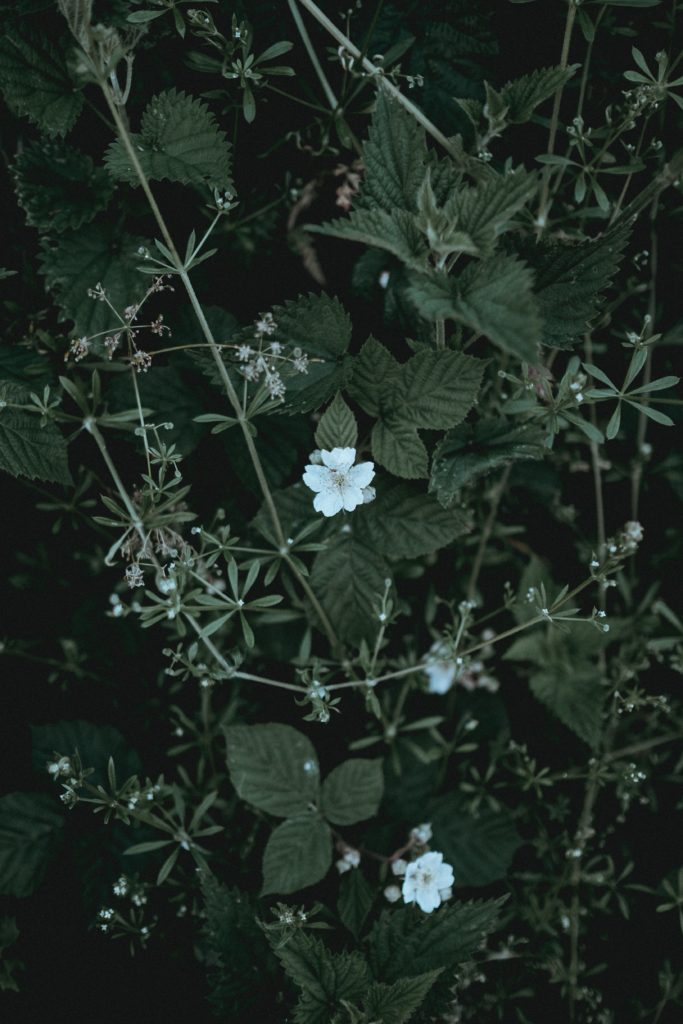 A Beginner's Guide on Histamines | Ultimate Paleo Guide